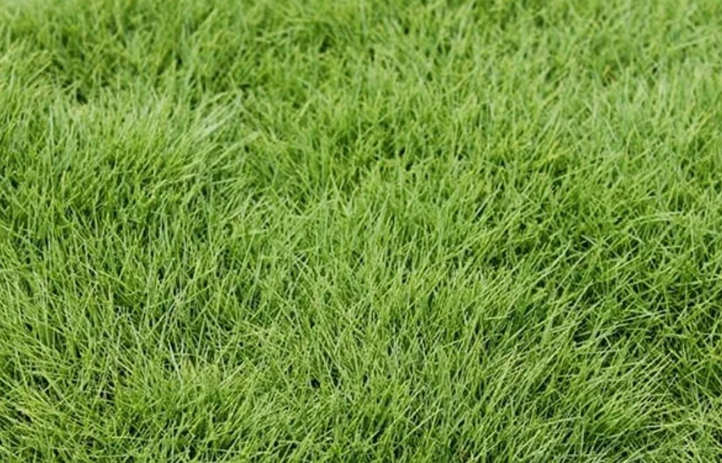 Zoysia Zeon